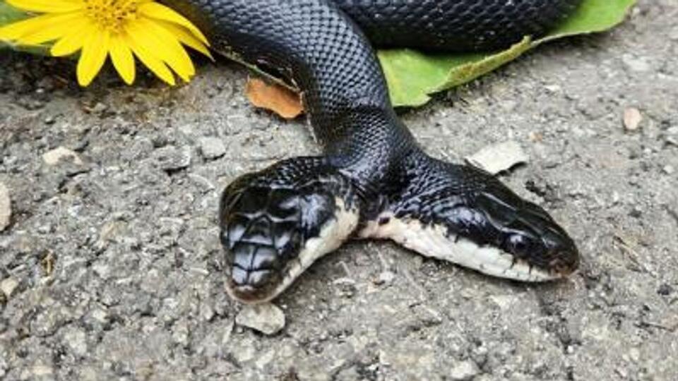 Two-headed snake, Tiger-Lily, to come to Blue Springs in June - NewsBreak
