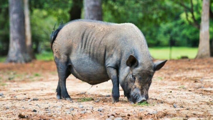 Georgia’s Infamous ‘Hogzilla’ Was One of the Largest Wild Pigs Ever ...