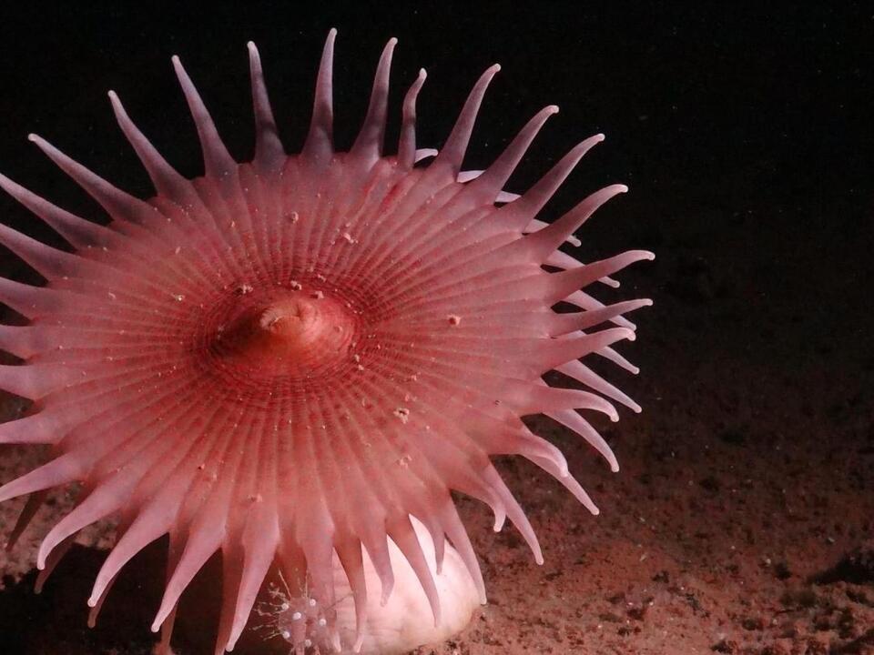 Mysterious Unknown Deep-Sea Creatures Discovered on Abyssal Expedition