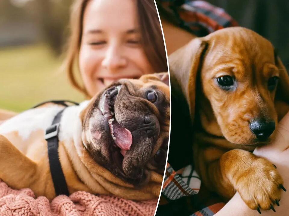 Spending time with dogs can relieve stress — and help you concentrate ...