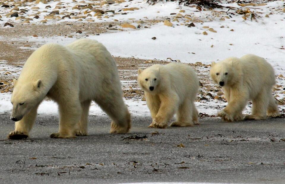 Polar Bears, Seals, and Plankton: Life on the Edge of Ice - NewsBreak