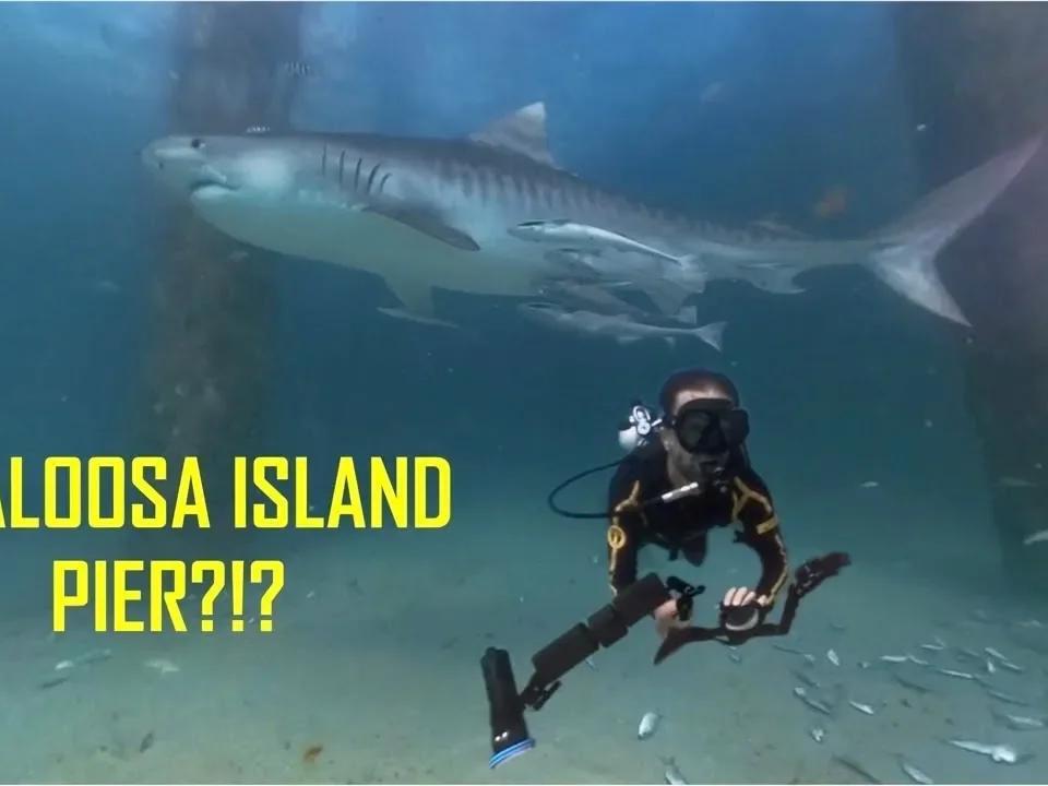 Photographer Drops A Camera Under A Pier & Captures Stunning Footage Of ...