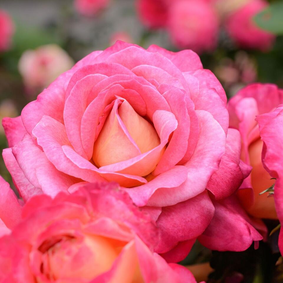Discover Your Birth Month Rose – and the Beautiful Meaning Behind Each ...