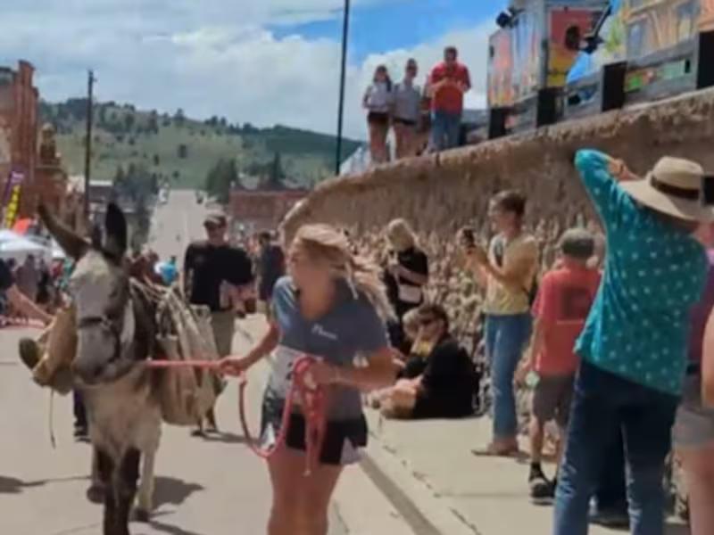 11 News finished 2nd in Donkey Derby Days donkey race