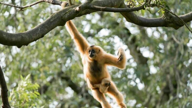 Gibbons Are Monkeys That Move Like Gymnasts - NewsBreak