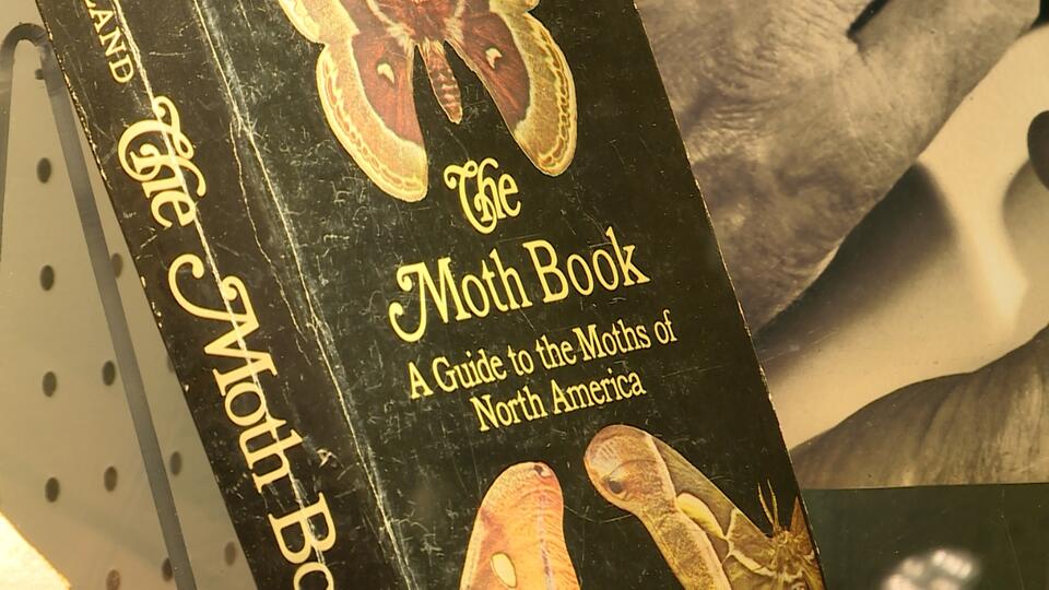 Colorado’s yearly miller moth infestation; What are they and how to ...