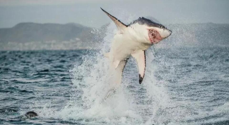 “True Ocean Giant” Lurking Near New York Raises New Fears - NewsBreak