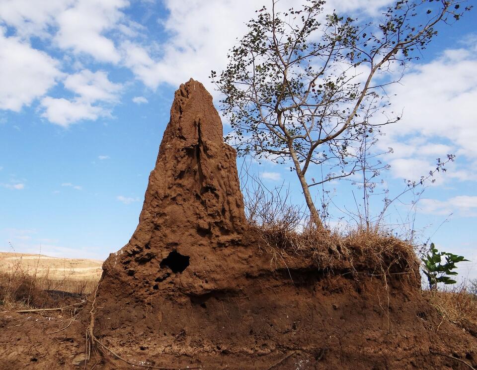 How Termite Mounds Engineer the Rainforest: Microclimates Built by ...