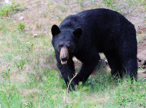 Black Bear Kills Man in Arizona - NewsBreak