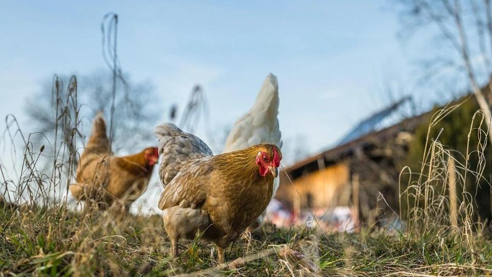 Backyard Chicken Laws in Nevada: What Every Keeper Needs to Know Before ...