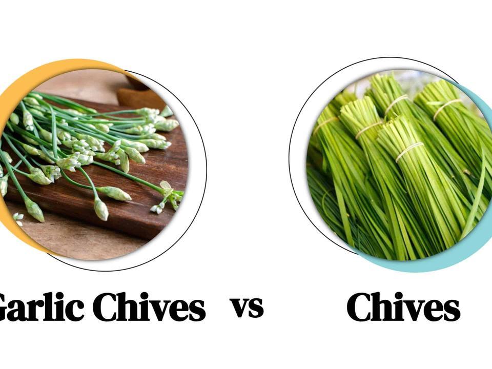 Garlic Chives vs. Chives: What is the Difference?