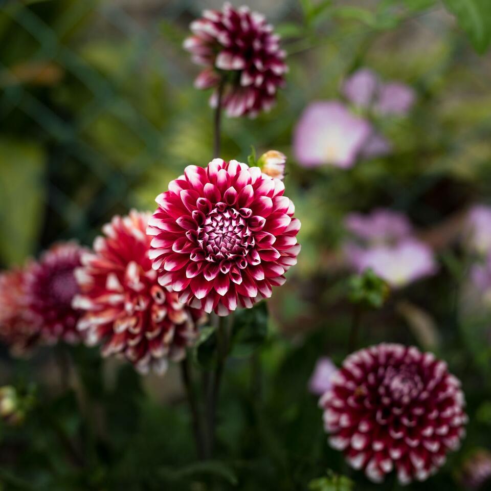 7 Flowers that Bloom in September – For a Dreamy Garden Filled With ...