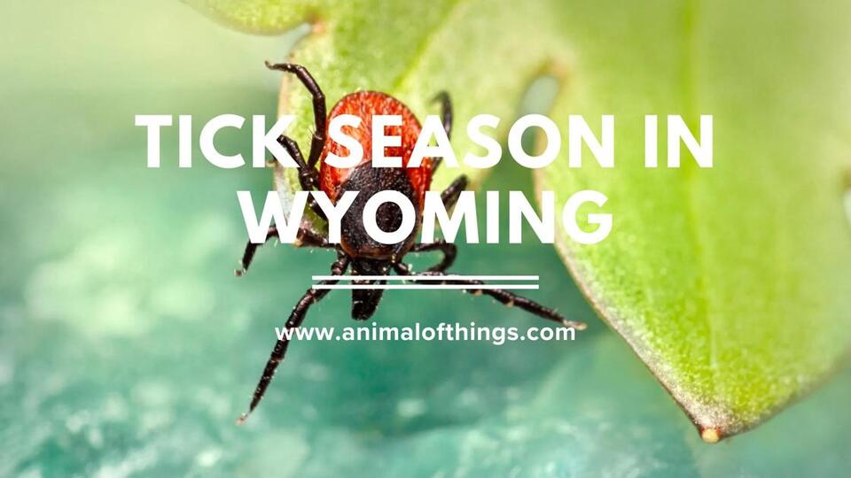 Wyoming Tick Season: When It Starts, What to Watch For, and How to Stay ...