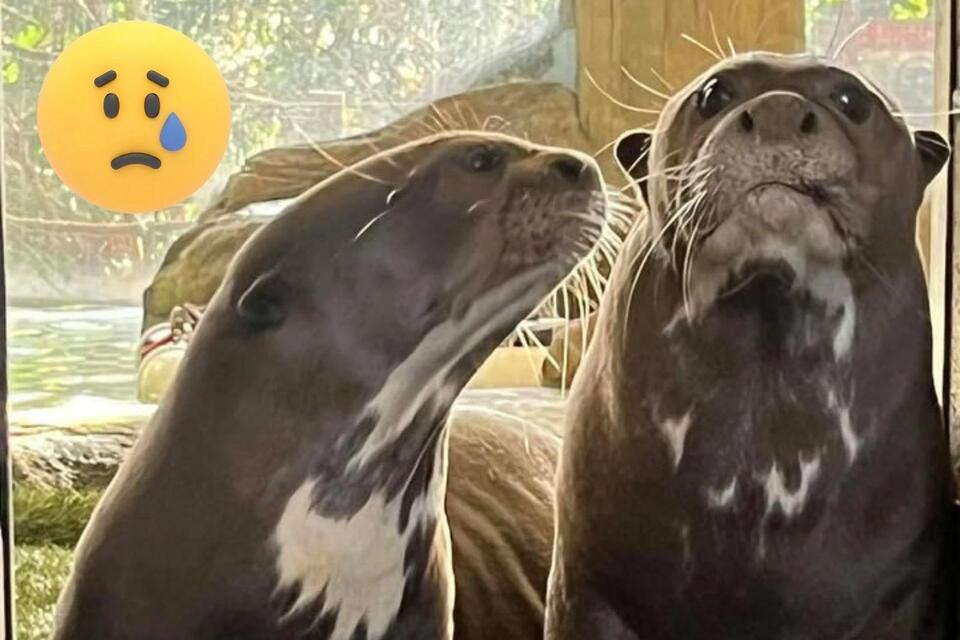 Beloved Zoo Otter Brothers Pass Away - NewsBreak