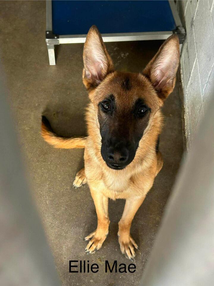 Four new dogs available for adoption in Windsor - NewsBreak