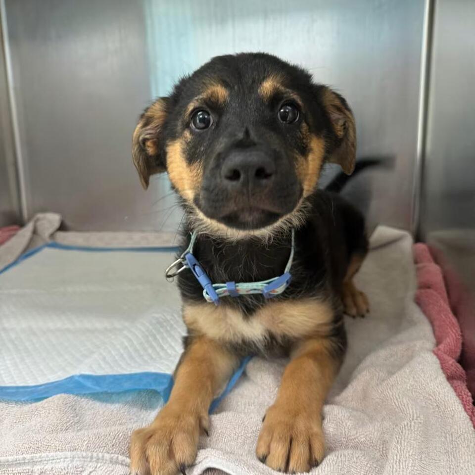 🐶 Playful, Loyal & Loving Dogs Ready for Adoption in Houston - NewsBreak