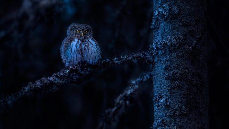 What Makes Owls the Silent Predators of the Night? - NewsBreak