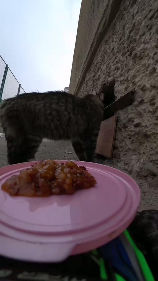 with Insta360 X3 cats straycat rccar viral catsof - NewsBreak