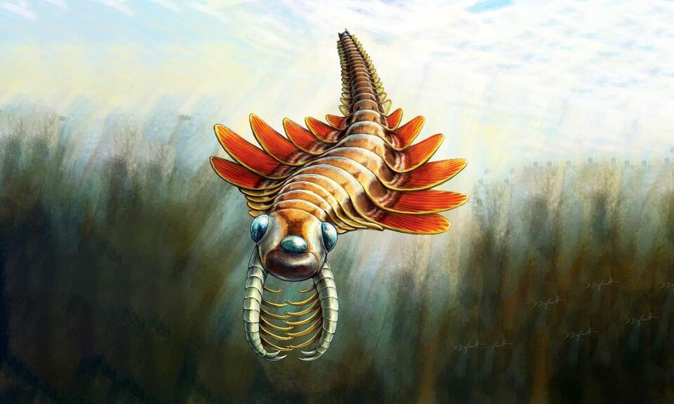 506-million-year-old predator used to swim the Cambrian seas - NewsBreak
