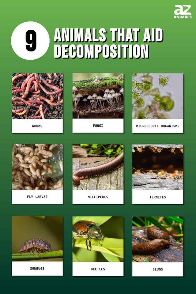 From Maggots to Millipedes, These Animals Aid in Decomposition - NewsBreak