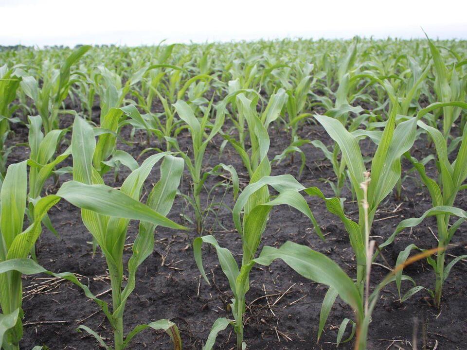 Ross wins NCGA Kansas Corn Yield Contest with AgVenture