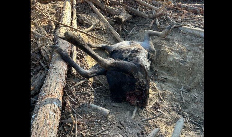 The elk's head and backstrap meat taken, rest left to rot - NewsBreak