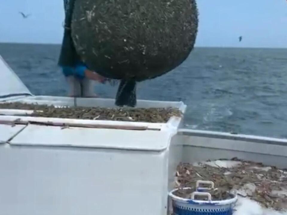 Debates over ending inshore shrimp trawling to protect marine life