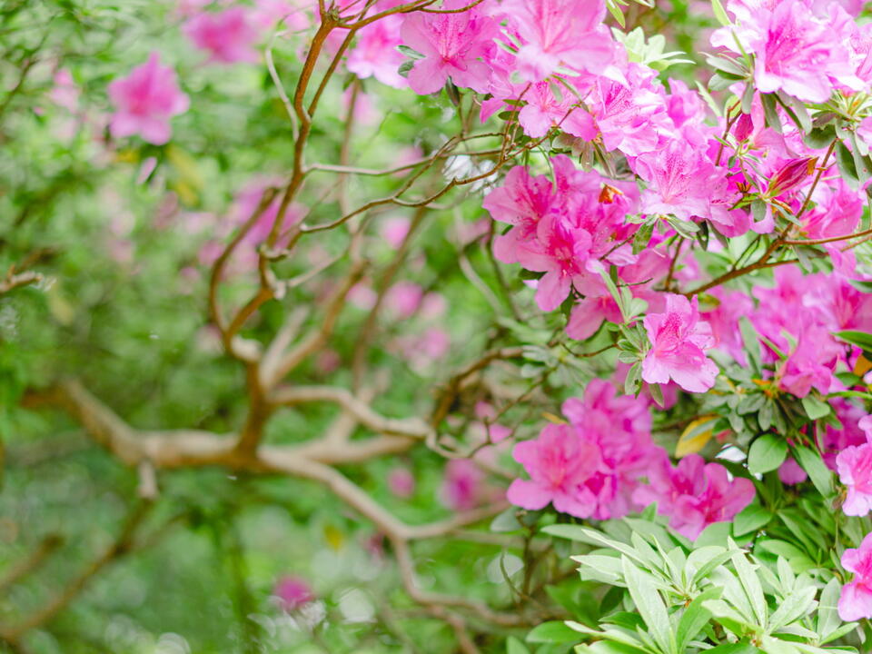 How to take azalea cuttings – expert advice for successful plant ...