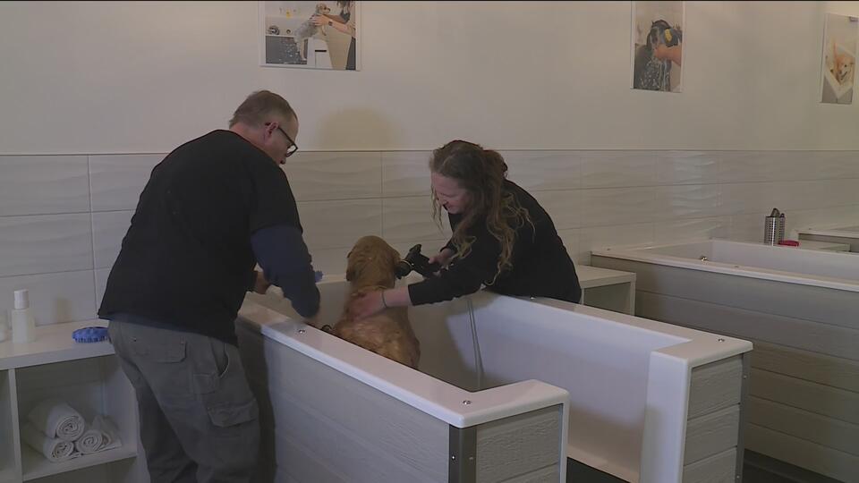 Bubbly Paws brings doggie spa experience to Ankeny - NewsBreak
