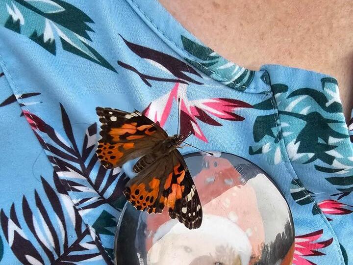 Compassionate Friends say goodbye to loved ones with butterfly release