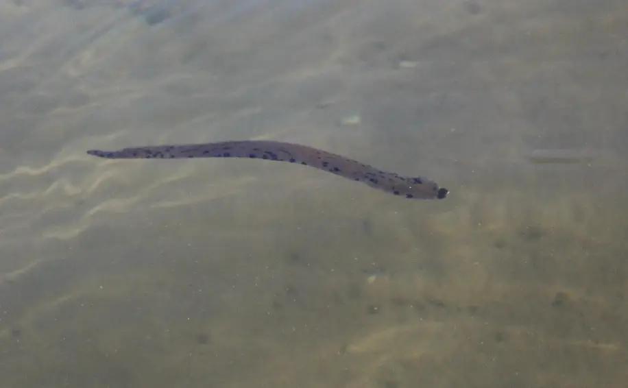 The Truth About Leeches in Minnesota Lakes You Didn’t Know - NewsBreak