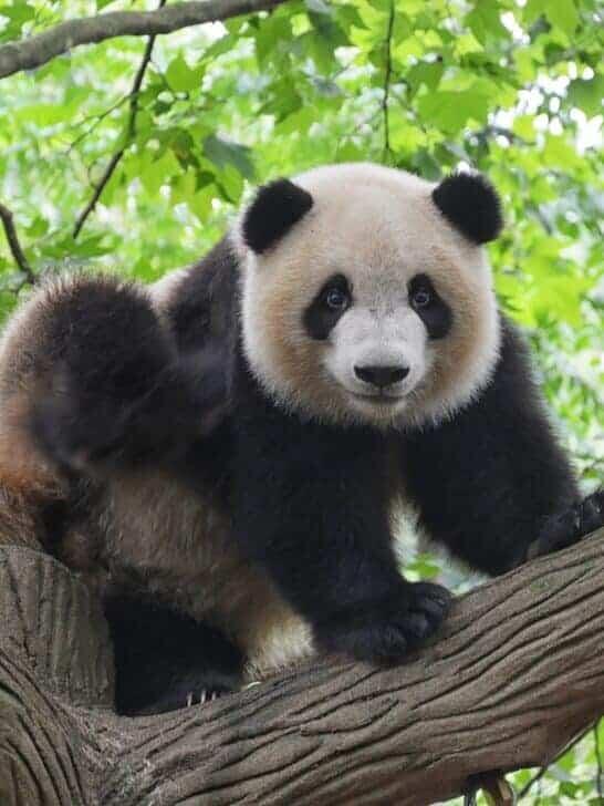23 Most Endangered Animals in Asia - NewsBreak