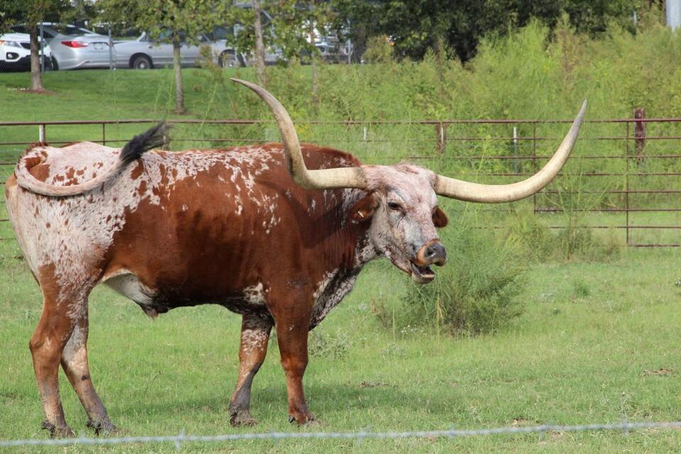 Why Texas Longhorns Stay Cool in the Summer Heat - NewsBreak