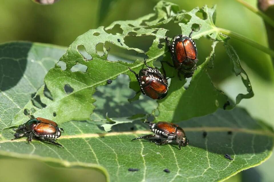 Invasive Insects in Tennessee: What Residents Should Know About 9 ...