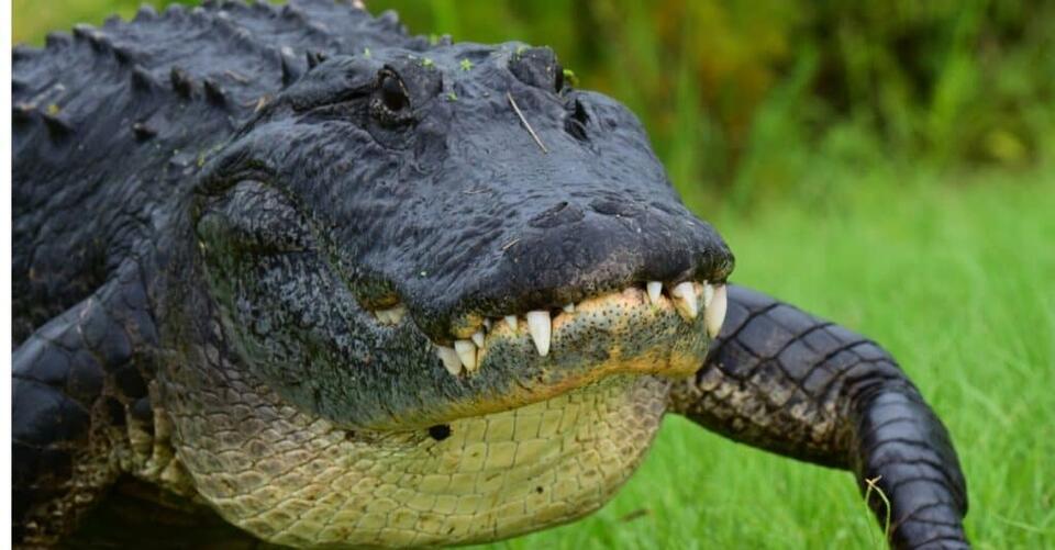 Are Alligators Nocturnal Or Diurnal? Their Sleep Behavior Explained ...