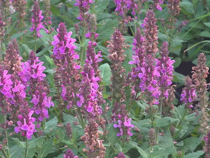 How the community greenhouse and Hives for Heroes serve Rapid City