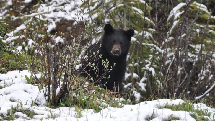 Bears Breach Canada’s G7 Security Perimeter - NewsBreak
