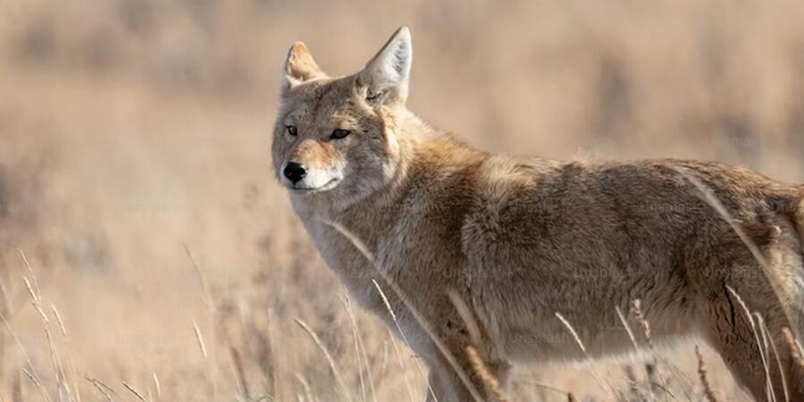 New Hampshire State Warning: "Brazen" Predators Spotted in Backyards ...