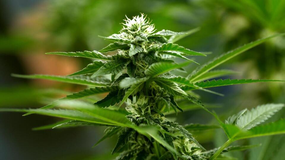 Abcarian: Is the federal government finally transcending its 'Reefer ...