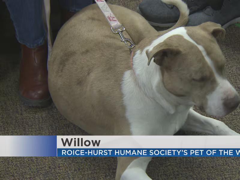 Roice-Hurst Humaine Society pet of the week; meet Willow