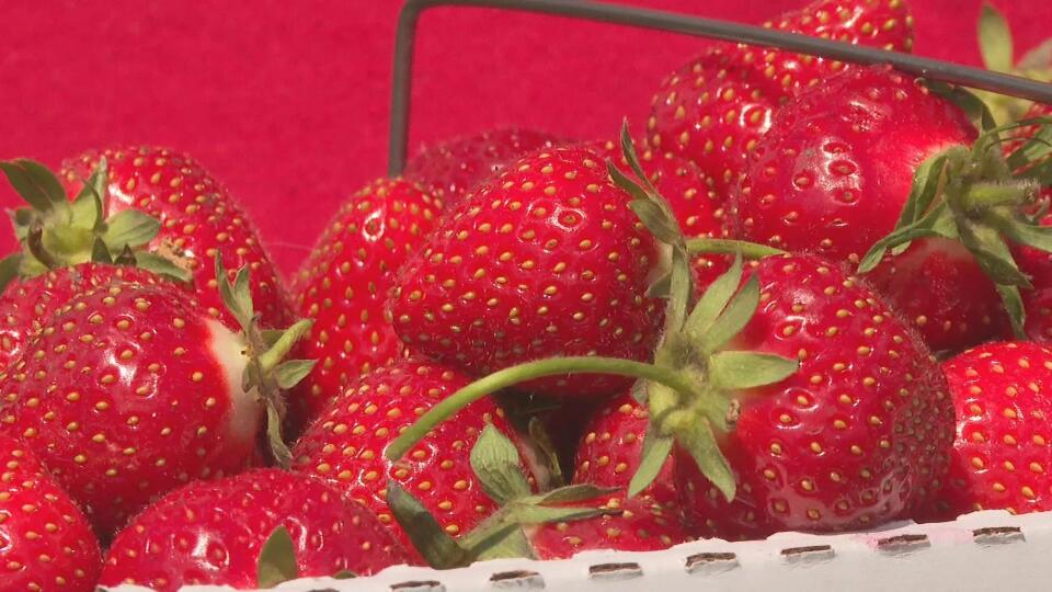U-pick strawberry season is here! - NewsBreak