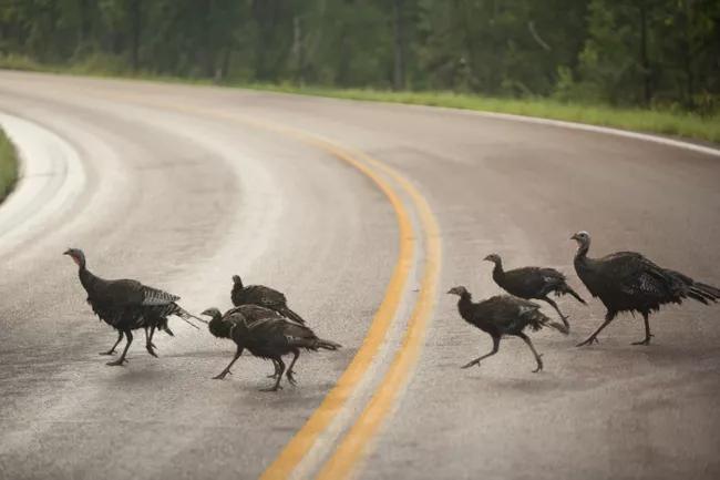 California Woman Attacked by Wild Turkeys on Evening Walk - NewsBreak