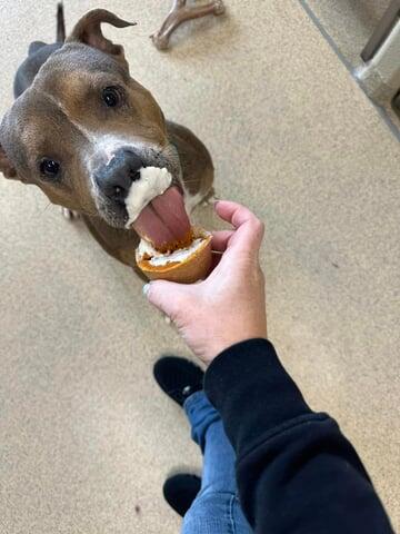 Mahoning County Dog Pound workers treat shelter pups to Thanksgiving meals