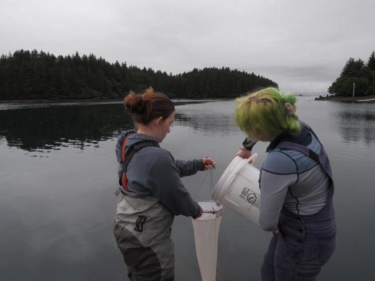 Inside the sampling process used to monitor paralytic shellfish toxins ...