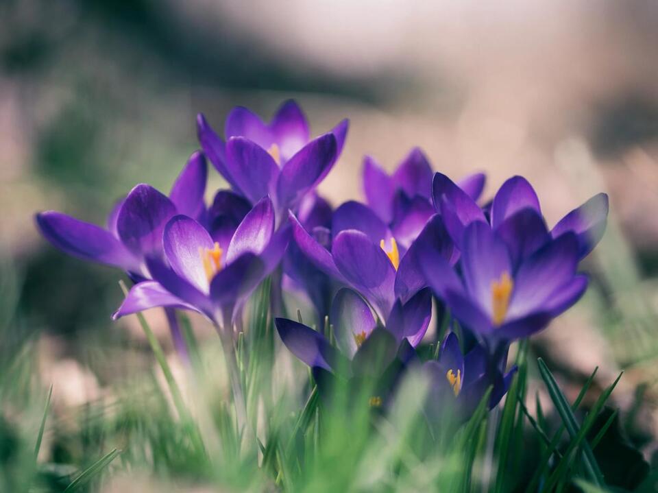 Here’s Exactly When Spring Begins In 2026 - NewsBreak