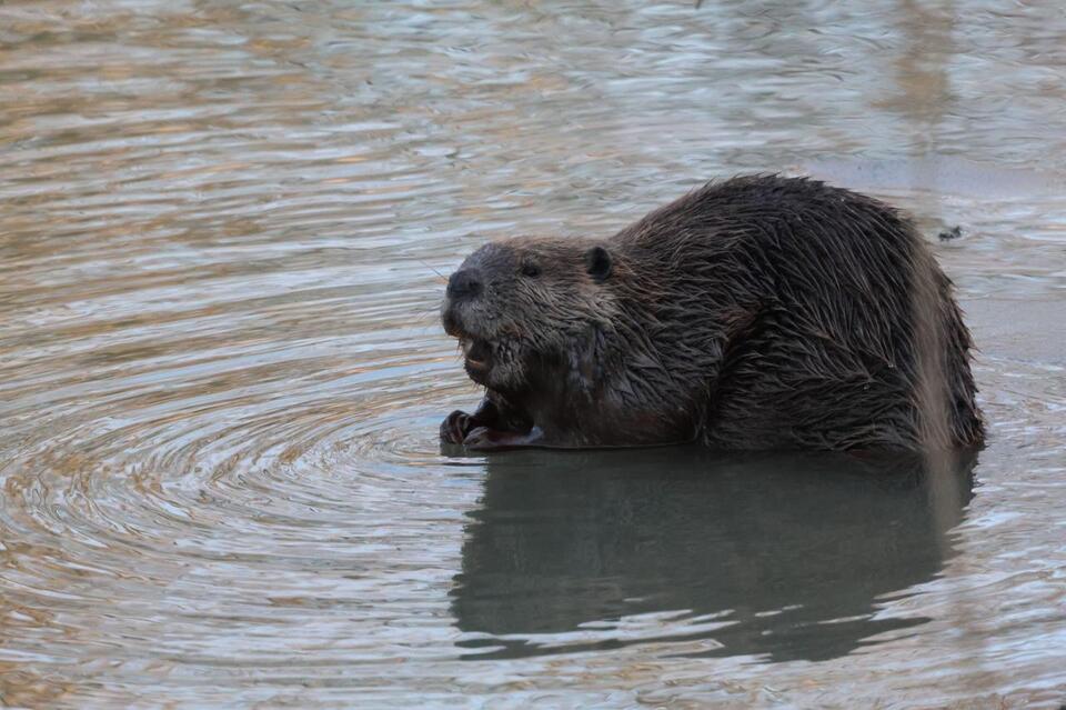 What Happens When a Beaver Hears Running Water? (Hint: Construction ...