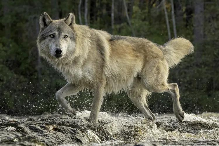 6-Year-Old Boy Bitten and ‘Dragged into the Woods’ by Wolf in Front of ...