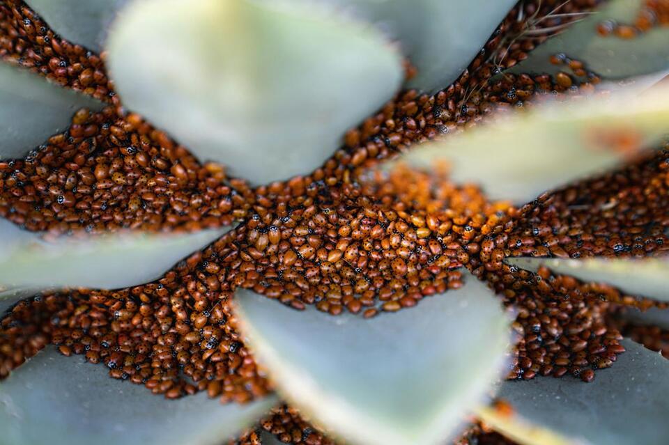 Ladybug Invasion Is Underway In Alabama - NewsBreak