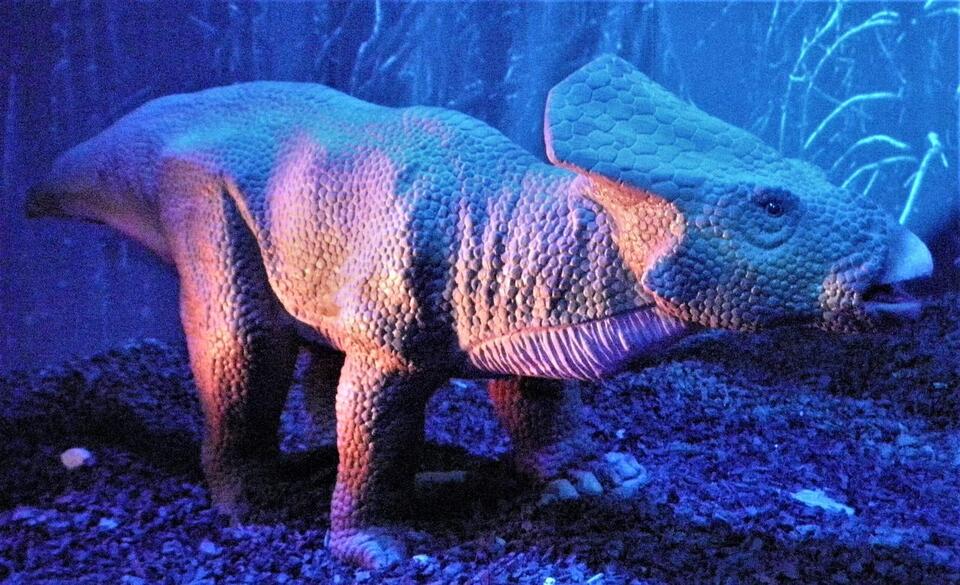Protoceratops: The Small Frilled Dinosaur at the Center of the First ...