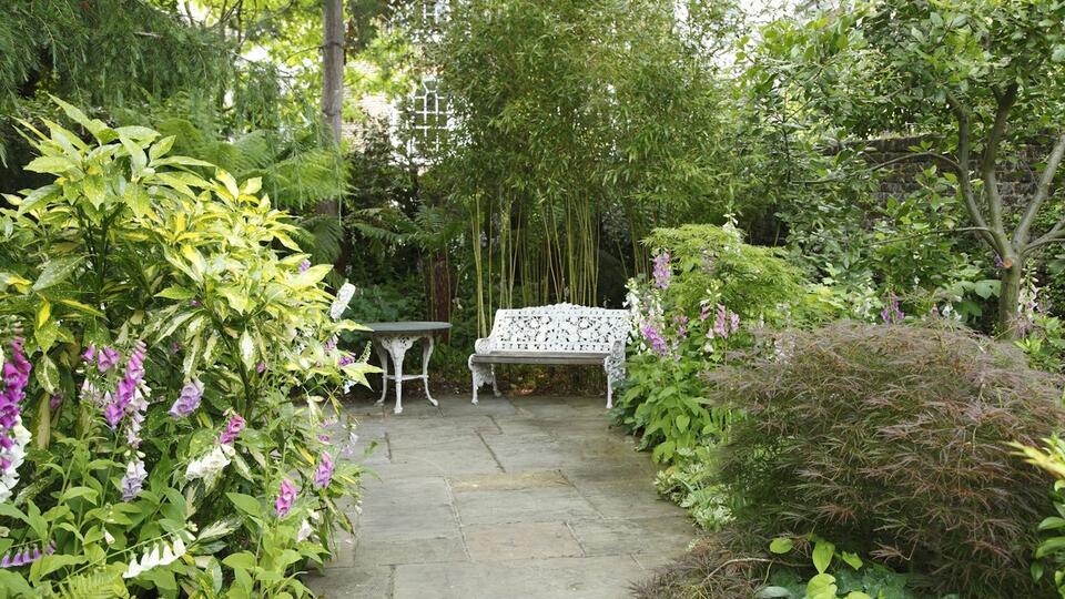 5 hedge plants that thrive on neglect – these easy-going and beautiful ...